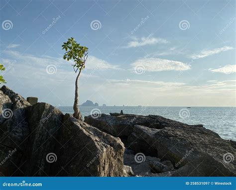 Young Tree Surrounded By Rock Cliffs With A Beach In The Distance Stock