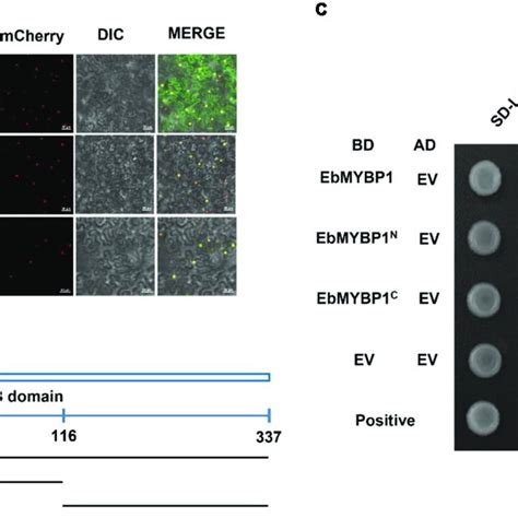 Analysis Of The Subcellular Localization And Transactivation Activity