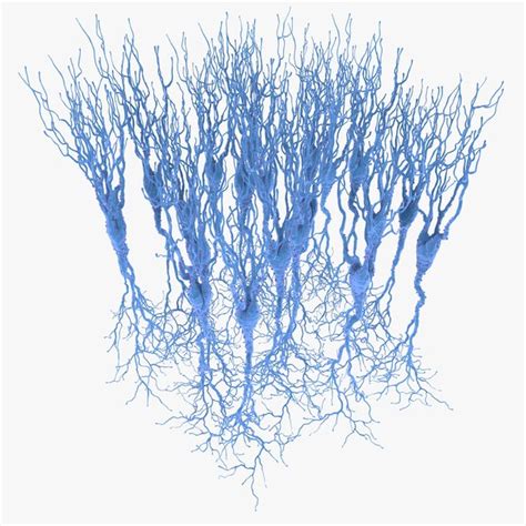 C4d Pyramidal Neurons