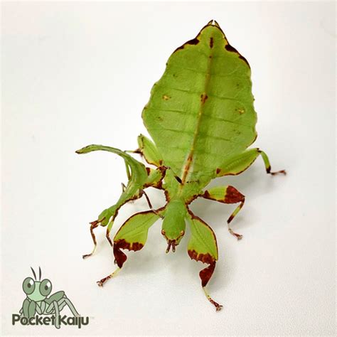 Australian Leaf Insect Walaphyllium Monteithi Pocket Kaiju