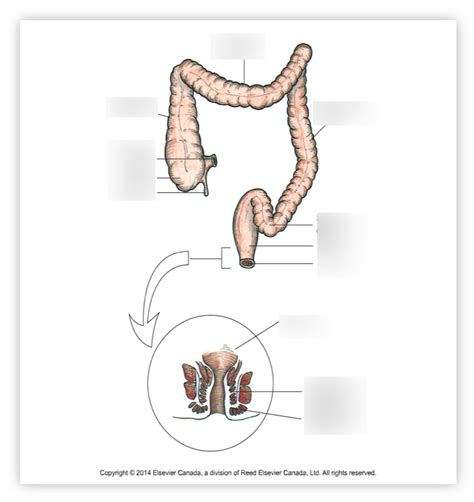 Diagram Of Gi Anatomy Quizlet