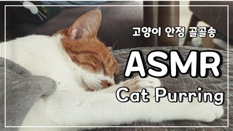 고양이 안정 집사 수면유도 골골송 8시간 Asmr Purring Youtube