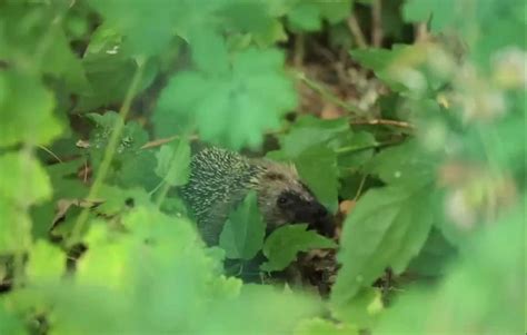 Nature Moment A Day 203 Scratch Scratch Album On Imgur