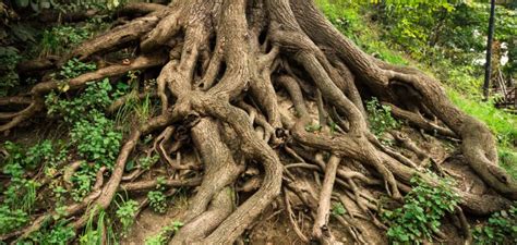 How To Mitigate Tree Root Problems On Your Property Texas Tree Transformations