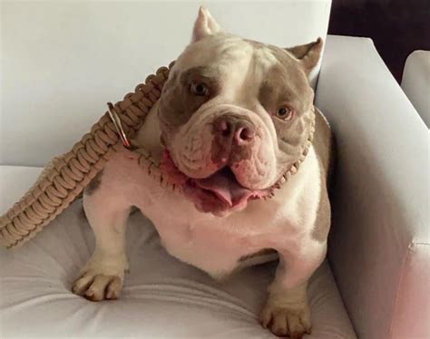 What Is An Exotic Bully And Where Do I Get One Of These Bully Puppies