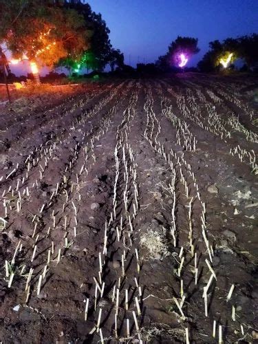 Agricultural Advisory Service In Ahmedabad Id 2851244921491