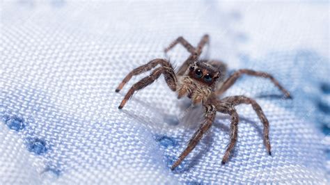 Premium Photo Female Adult Pantropical Jumping Spider Of The Species