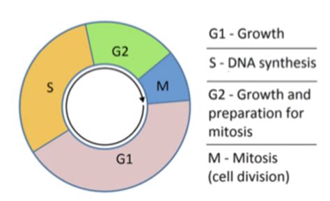 Growth Flashcards Quizlet