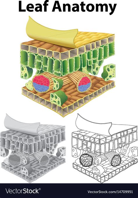 Diagram Showing Leaf Anatomy In Three Sketches Vector Image