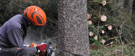 Preparing For Tree Cutting A Safety And Preparation Guide