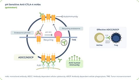 Gotistobart A Mab For Anticancer Signaling Ctla 4 Program