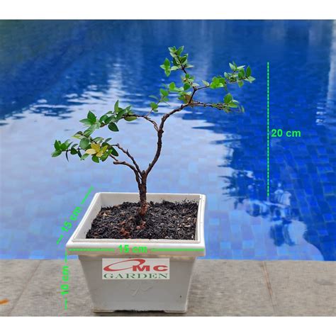 Jual Bonsai Bonsae Mame Oliana Tricolor Three Color Daun Elsa Tanaman