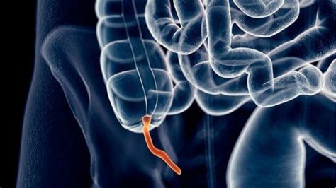 Appendix Anatomy Location Anatomy Diagram Book