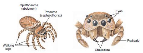 Subphylum Chelicerata Examples