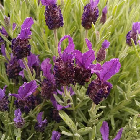 Lavandula Stoechas Anouk Purple Flare Spanish Lavender Siteone
