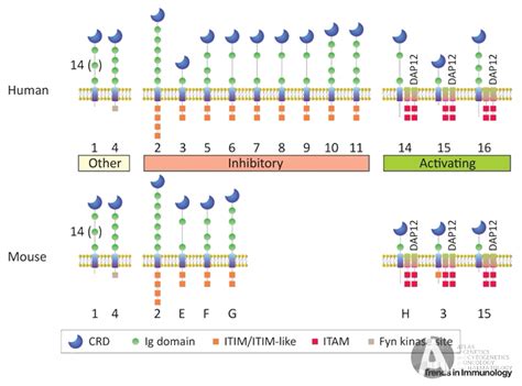 Cd22 Cd22 Molecule