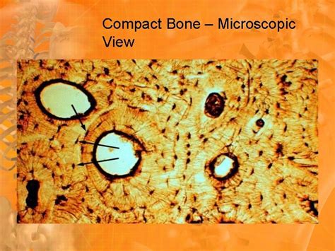 The Skeletal System Bone Tissue Histology Objectives Know