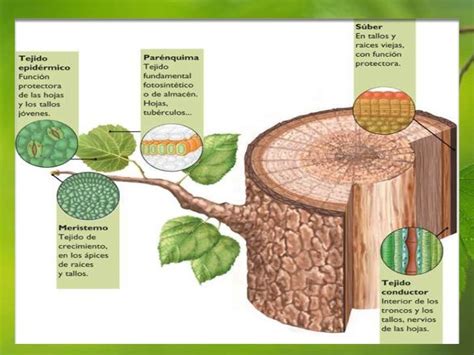 Tejidos Vegetales Concepto Y Tipos