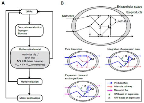 Metabolic Network Modeling With Model Organisms Pmc