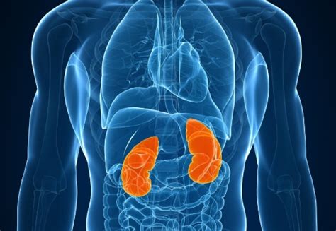 თირკმელების ინფექციის 8 სიმპტომი ქალებში რომლის შესახებაც აუცილებლად უნდა იცოდეთ