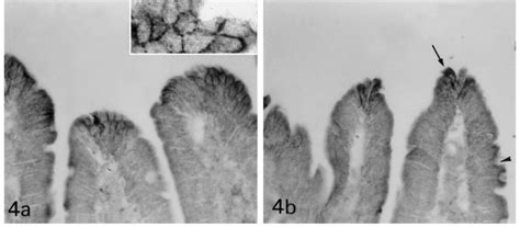 A B Transverse Section Of Rat Duodenum Reaction With Antibodies To Download Scientific