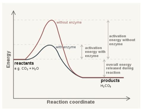 Enzyme Substrate Complex Graph