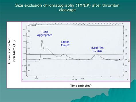 Ppt Structural Interaction Of Thioredoxin Trx And Thioredoxin Interacting Protein Txnip