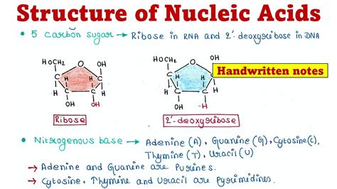 Structure Of Nucleic Acids Nucleosides And Nucleotides Youtube