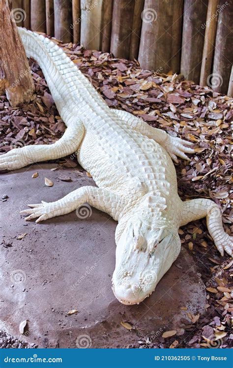 Albino Alligator Stock Image Image Of Gator Reptile 210362505