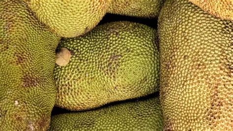 ¿cuál Es El Sabor De La Yaca Y En Qué Estados Se Da La Fruta