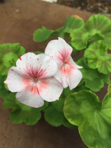 Pelargonium Geranium Fancy Leaf ‘gemma £900 Picclick Uk