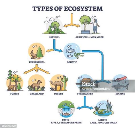 Types Of Ecosystem With Natural And Artificial Division Outline Diagram Stock Illustration