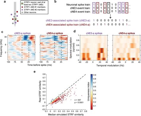Cne Associated Strfs Generated For A Neuron Participating In Two Strf