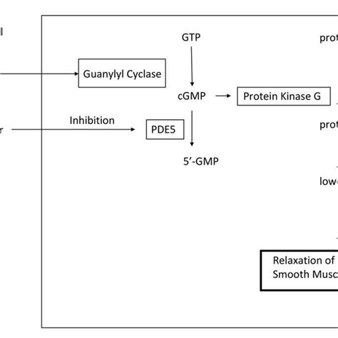 The Mechanism Of PDE5 Inhibitor Sexual Arousal Causes Enhanced Level Download Scientific
