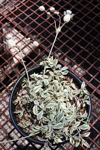 Silene Uniflora Druetts Variegated Native Sons Wholesale Nursery