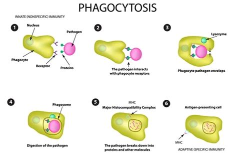 Diagram Diagram Of A Phagocyte Mydiagramonline