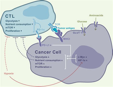 Frontiers Metabolic Checkpoints Novel Avenues For Immunotherapy Of