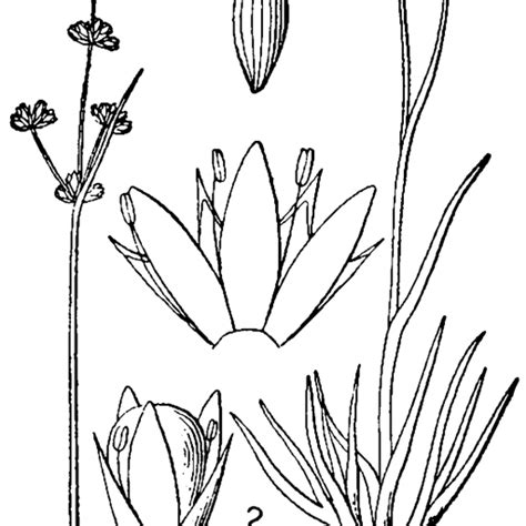 Grass Leaf Rush Juncus Marginatus Plant Care And How To Grow Water