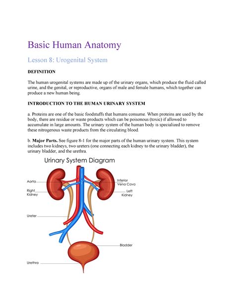 Basic Human Anatomy 8 Basic Human Anatomy Lesson 8 Urogenital System
