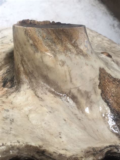 深海松、海松 雕刻品材 根付no1