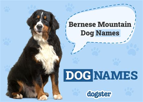 403 Bernese Mountain Dog Names Ideas For Giant Cuddly Dogs Dogster