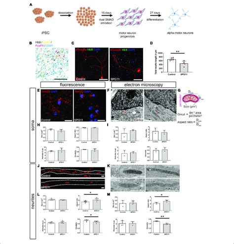 Characterization Of Ipsc Derived Alpha Motor Neurons Mns And