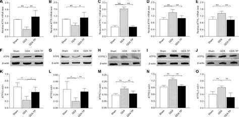 Effects Of Gonadectomy And Tp Replacement On Mitochondrial Complex V Download Scientific