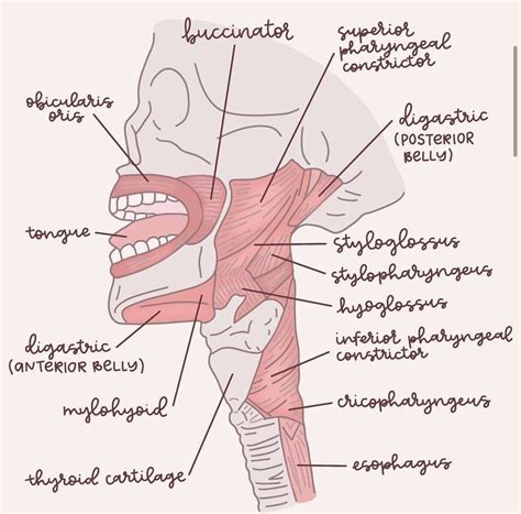 Voice Therapy Exercises Pdf For Artofit