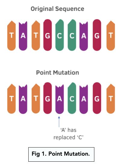 Mutation Definition