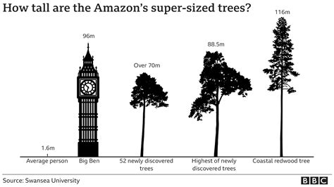 Swansea Scientist Helps Protect Amazons Tallest Trees Bbc News