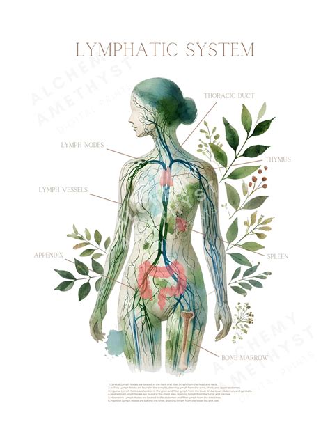 Lymphatic System Art Lymph Nodes Anatomy Art Doctor T