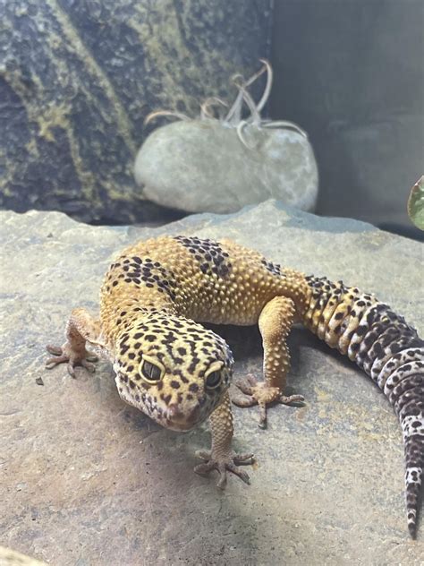 Why She So Bumpy Rleopardgeckos