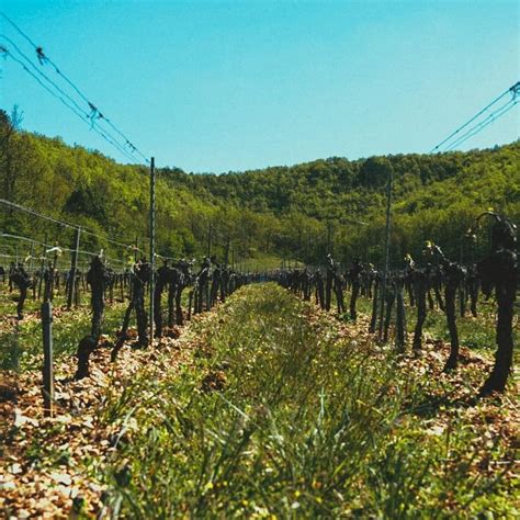 Château Du Cedre Wineplanet Sk
