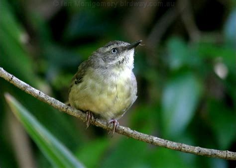 White Browed Scrubwren Photo Image 14 Of 14 By Ian Montgomery At Au